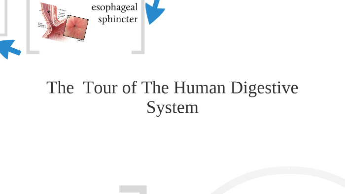 Travel Brochure of the Digestive System - Miles Farley by Miles Farley ...