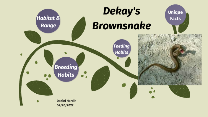 Dekay's Brown Snake by Daniel Hardin on Prezi
