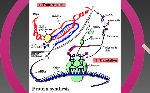 How does a cell make a protein? by Darlene Contreras on Prezi