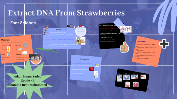Extract DNA from Strawberries Experiment by Hasna sadeq on Prezi