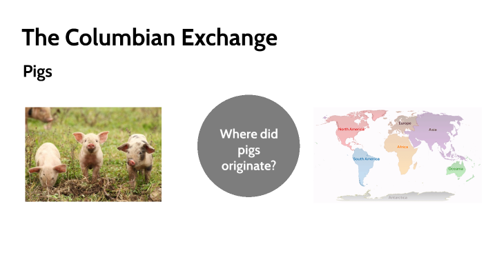 Denise Jaimes The Columbian Exchange Project -Pigs- by DENISE JAIMES on ...