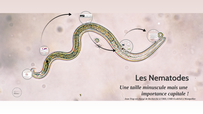 Les nematodes by Lisa Grosset on Prezi