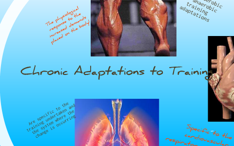 CHRONIC ADAPTATIONS TO AEROBIC TRAINING by andrea zappulla on Prezi
