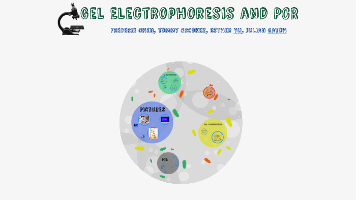 Gel Electrophoresis and PCR by Frederic Chen on Prezi
