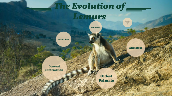 evolution of lemurs by luls zavala on Prezi
