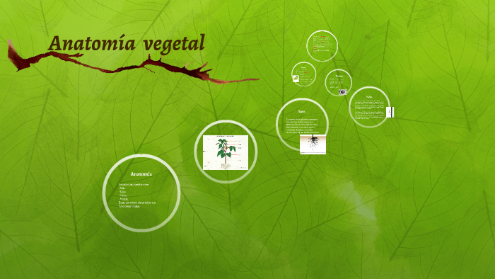 Anatomía y fisiología vegetal by Sergio Hernandez on Prezi