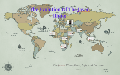 The Evolution Of The Javan Rhino by Matt Hulse on Prezi