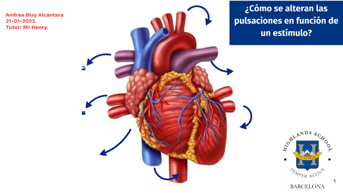 Pulsaciones corazón by andrea Blay on Prezi