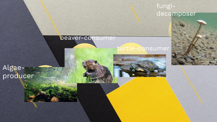 Lotic ecosystem by Abdiel Jackson on Prezi