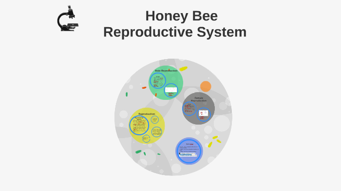 Honey Bee Reproductive System by McKenna Nixon on Prezi