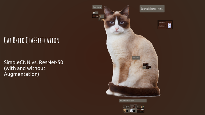 Cat Breed Classification Using CNNs and Transfer Learning by Morad Bs ...