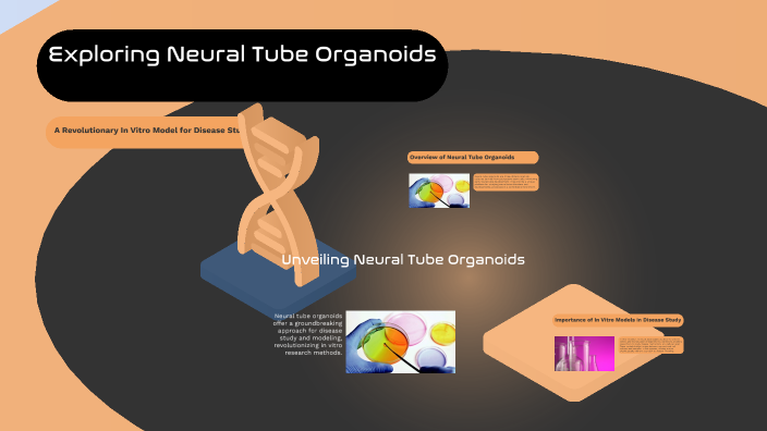 Exploring Neural Tube Organoids by Amy van der Hoven on Prezi