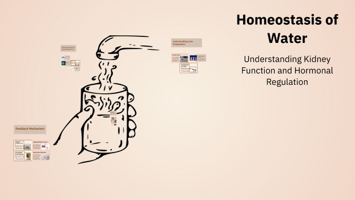 Homeostasis of Water by Antony ryba on Prezi
