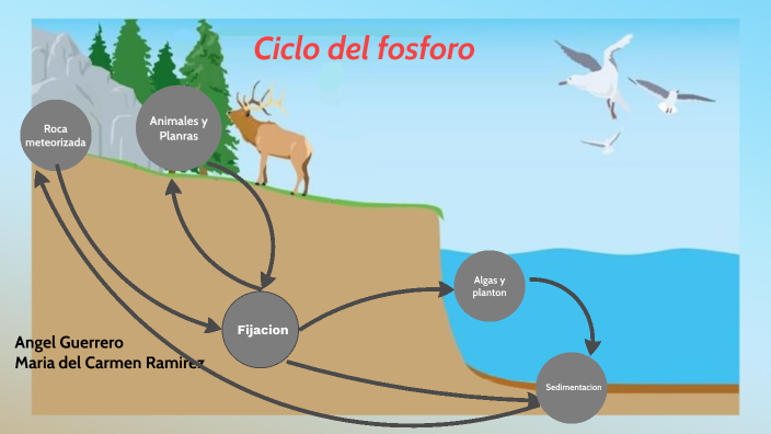 Ciclo del Fosforo by Angel Guerrero on Prezi