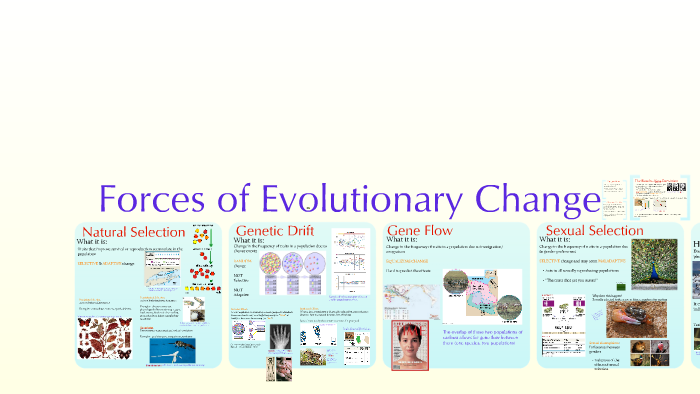 Evolutionary Forces- Chapter 23 by Sara Mitchell on Prezi