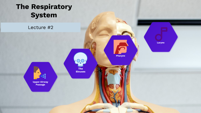 The Respiratory System #2 by Karen Sandoval on Prezi