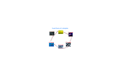 Food Chain of a Dolphin by Kiara Schmidt on Prezi