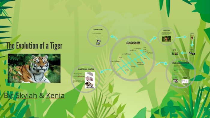 The Evolution of a Tiger by skylah hendrix on Prezi