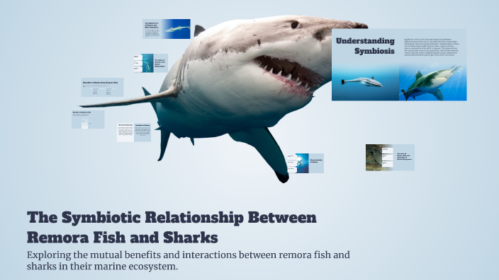 The Symbiotic Relationship Between Remora Fish and Sharks by liz colon ...