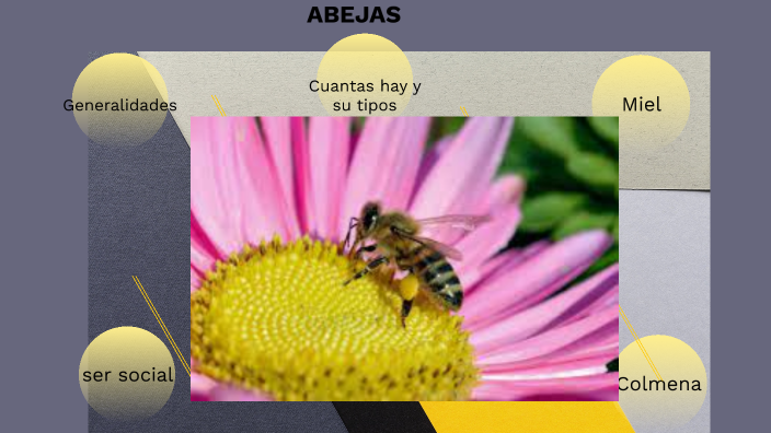 insectos sociales by Luis Gabriel Silva González on Prezi