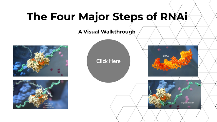 RNAi Poster by J. K. on Prezi