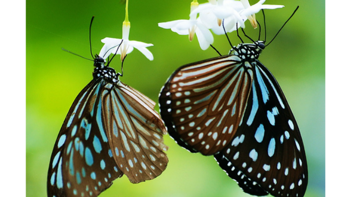 Le Belle Dames by Aaron Nason on Prezi