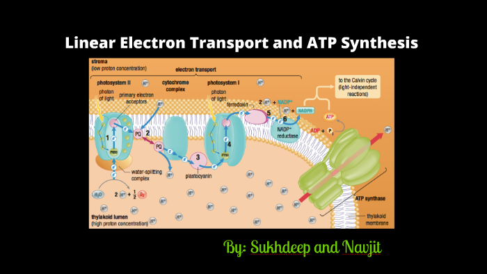 Linear Electron Transport and ATP Synthesis by NAV KLAIR on Prezi