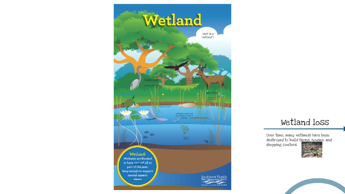 Wetland Presentation (Grade 2) by aaron brown on Prezi