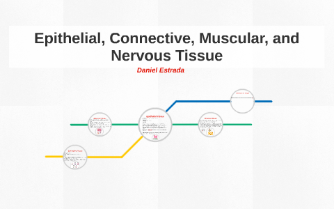 Epithelial, Connective, Muscular, and Nervous Tissue by Daniel Estrada ...