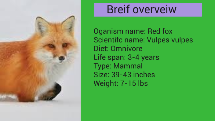 The Adaptable Red Fox: Surviving in Diverse Environments by Liam ...