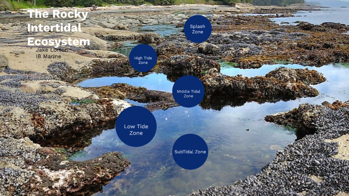 Rocky Intertidal Ecosystem by Jacob R. Lorton on Prezi