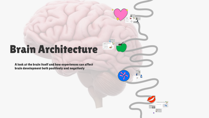 Understanding Brain Development by Natasha Kraemer on Prezi