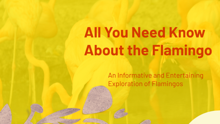 The Life and Times of the Common Western Flamingo by Adam South on Prezi