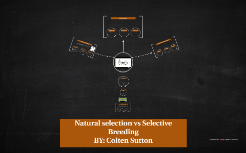 Natural selection vs Selective Breeding by Colten Sutton on Prezi
