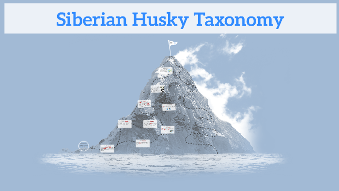 Siberian Husky Taxonomy by erica Wynn on Prezi