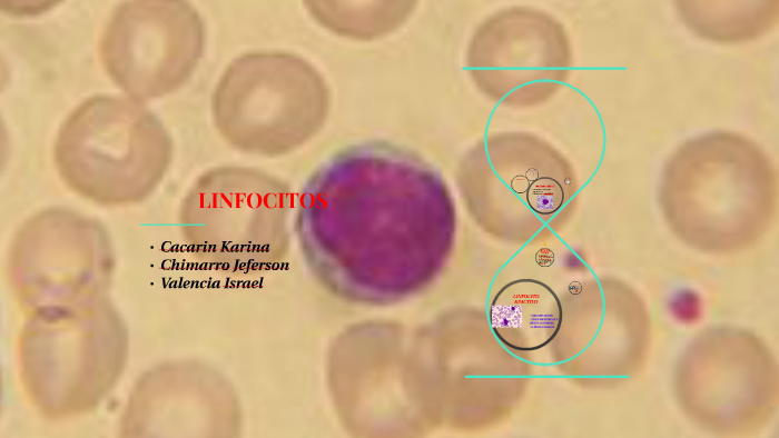 LINFOCITOS by Karina Elizabeth Cacarin Anrango on Prezi