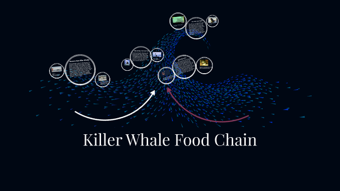 Killer Whale Food Chain by Lexi M on Prezi