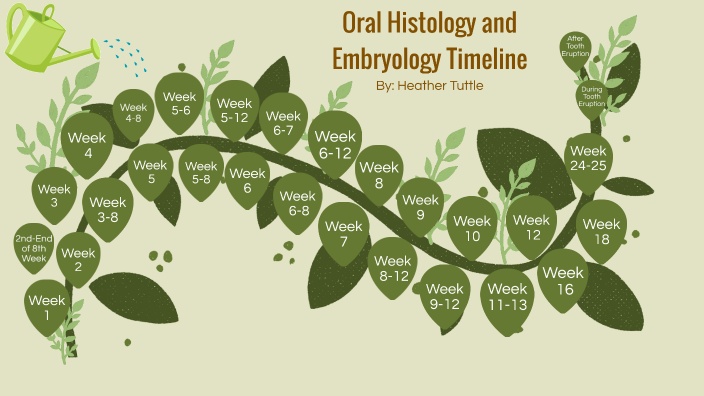 Oral Histology and Embryology Timeline Project by Heather Tuttle on Prezi