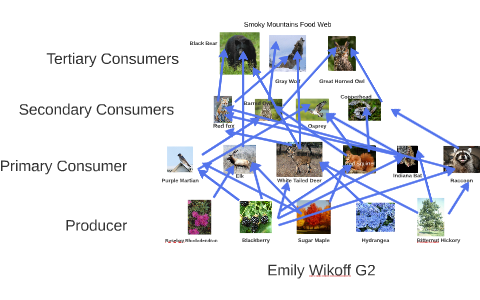 Smoky Mountains Food Web by Emily Wikoff on Prezi