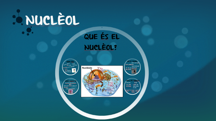 NUCLÈOL by nucli nucleol on Prezi