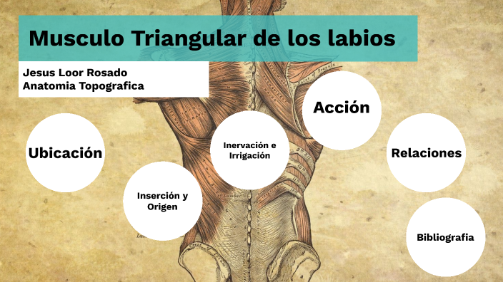 Músculo triangular de los labios by Justine Loor Rosado on Prezi