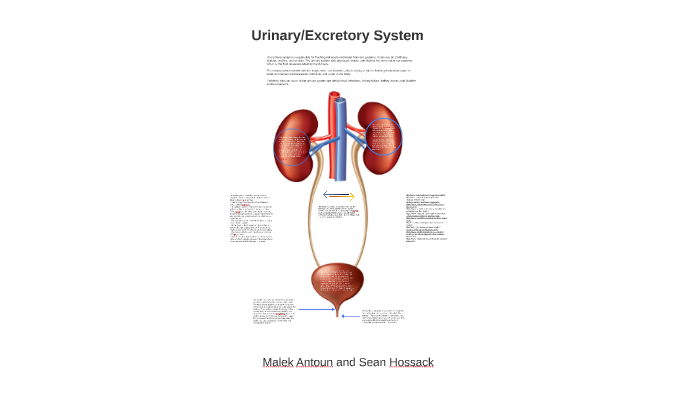 Urinary System Project by Sean Hossack on Prezi