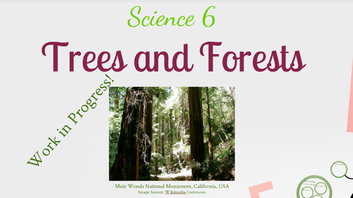 Trees and Forests Title Page by S Storey on Prezi