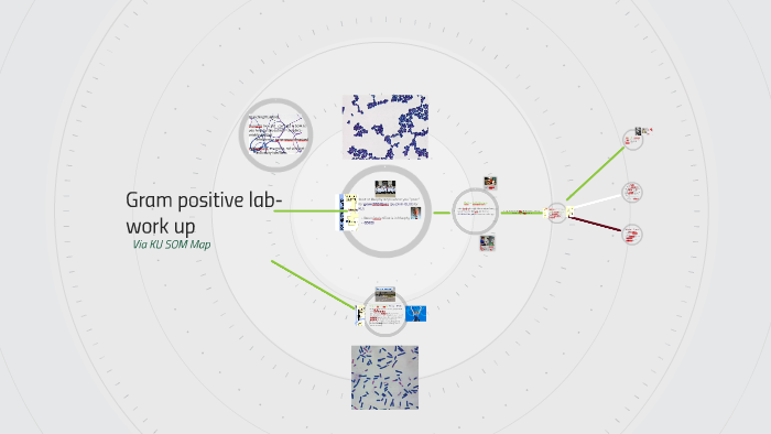 Gram positive lab-work up by Jessica Newman on Prezi