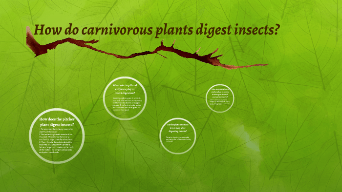 How do carnivorous plants digest insects? by Adrian Broll on Prezi