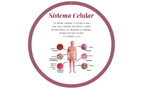 Sistema Celular by Linda Bertel on Prezi