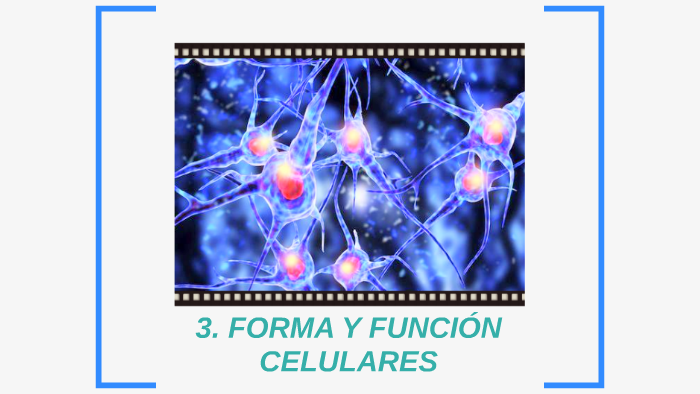 Forma y función celulares by samanta castillo rodriguez on Prezi