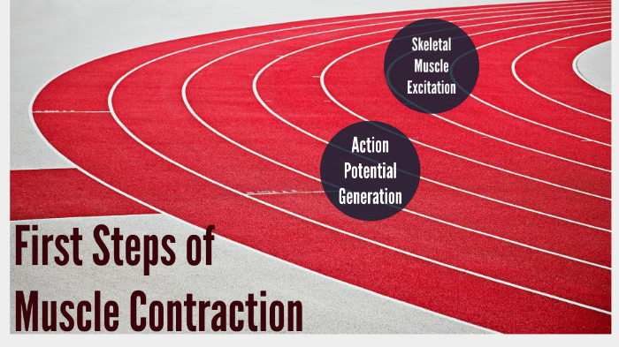 First Steps of Muscle Contraction by Amy Edwards on Prezi