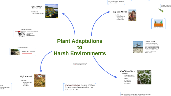Plant Adaptations to Harsh Environments by Rachel V on Prezi