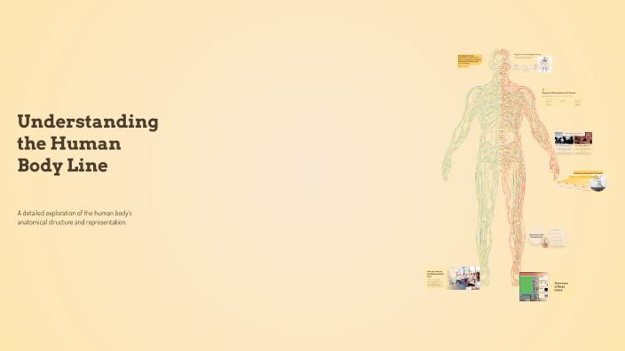 Understanding the Human Body Line by Sam Altabari on Prezi